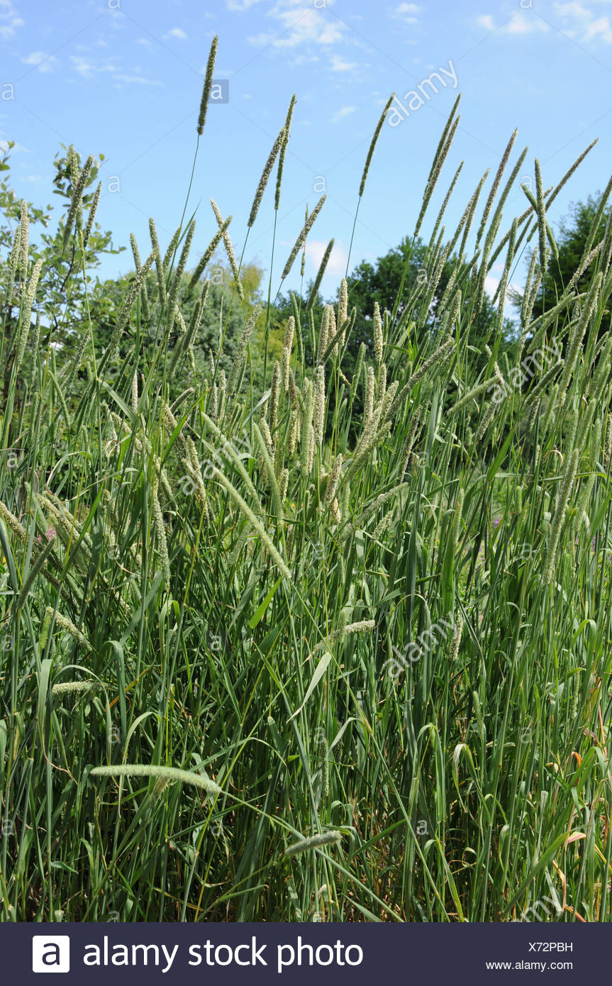 Timothy Grasses High Resolution Stock Photography and Images - Alamy