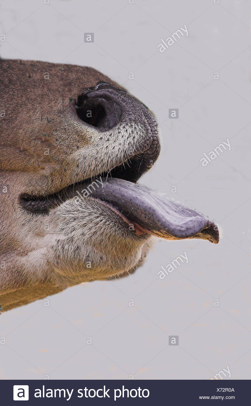 Zunge Raus Stock Photos & Zunge Raus Stock Images - Alamy