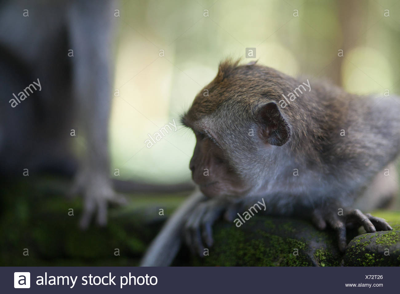 Moss Wall High Resolution Stock Photography and Images - Alamy