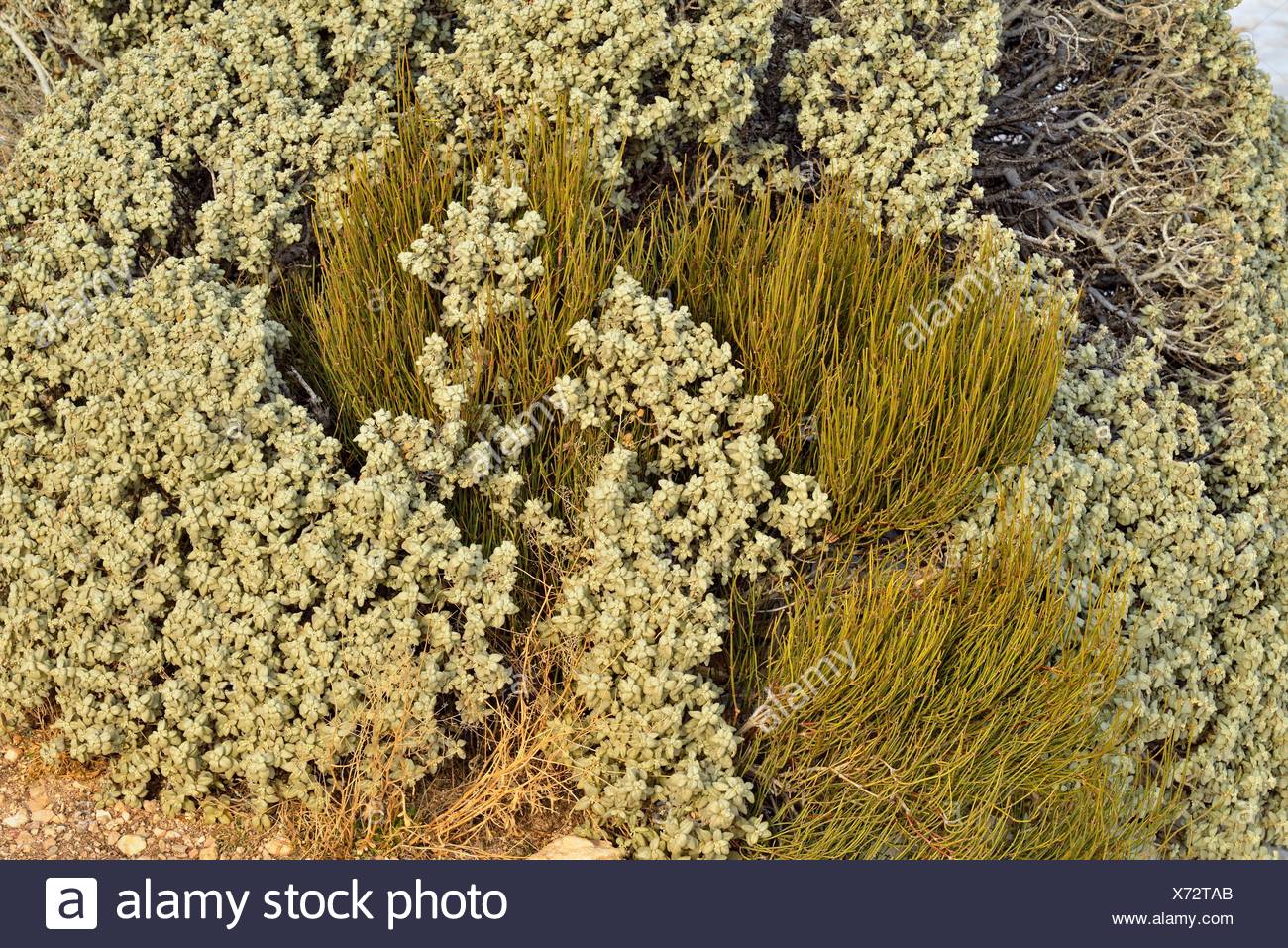 Mormon Tea High Resolution Stock Photography and Images - Alamy