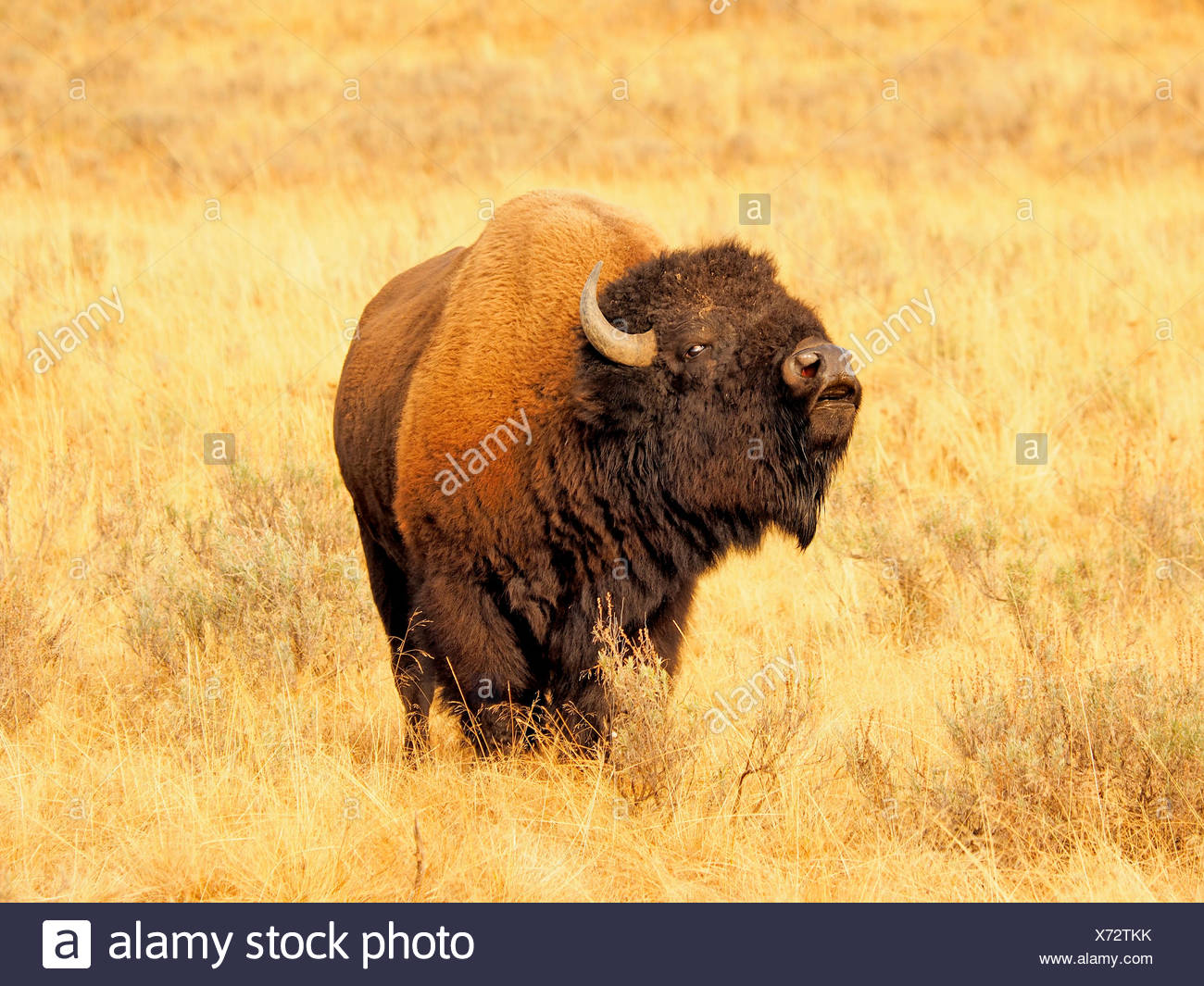 America Buffalo Or Bison High Resolution Stock Photography and Images ...