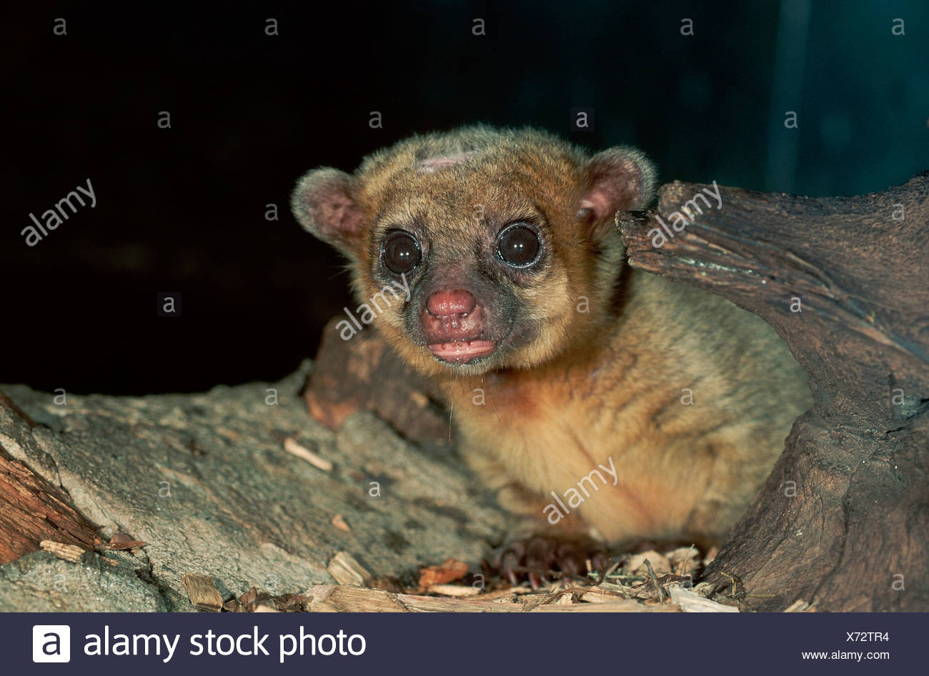 Potos Flavus High Resolution Stock Photography and Images - Alamy