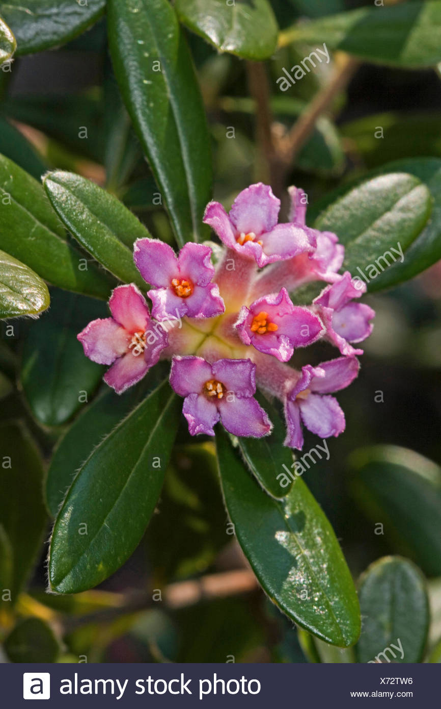 Native Daphne High Resolution Stock Photography and Images - Alamy
