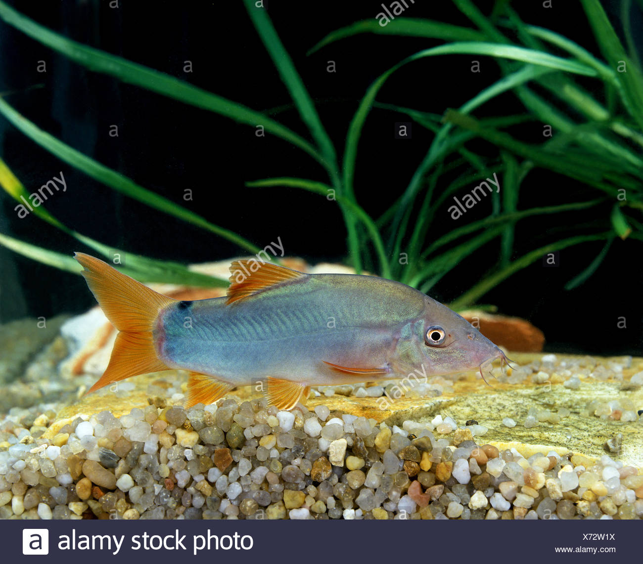 Modesta High Resolution Stock Photography and Images - Alamy