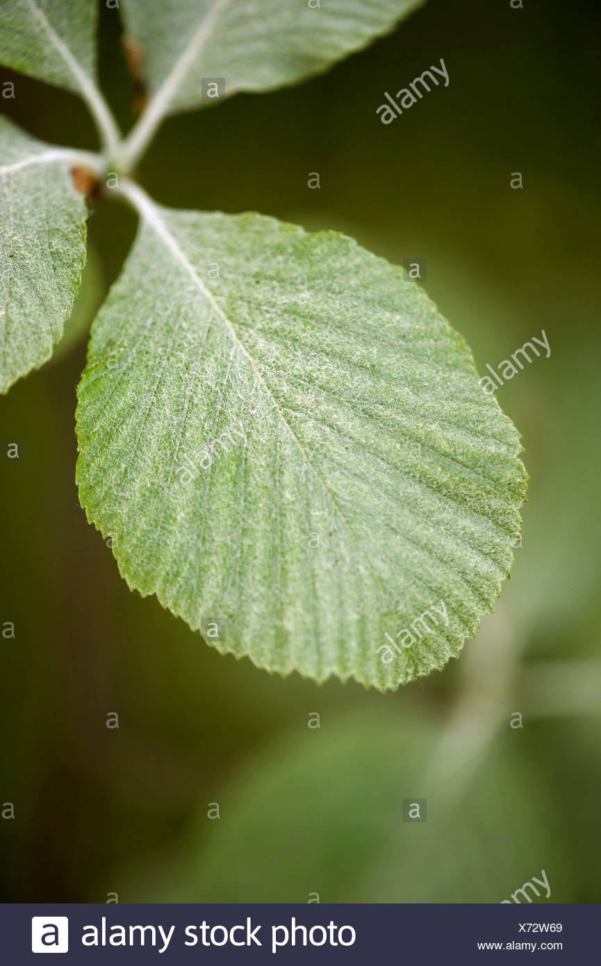 Whitebeam Tree Leaves Sorbus Aria High Resolution Stock Photography and ...