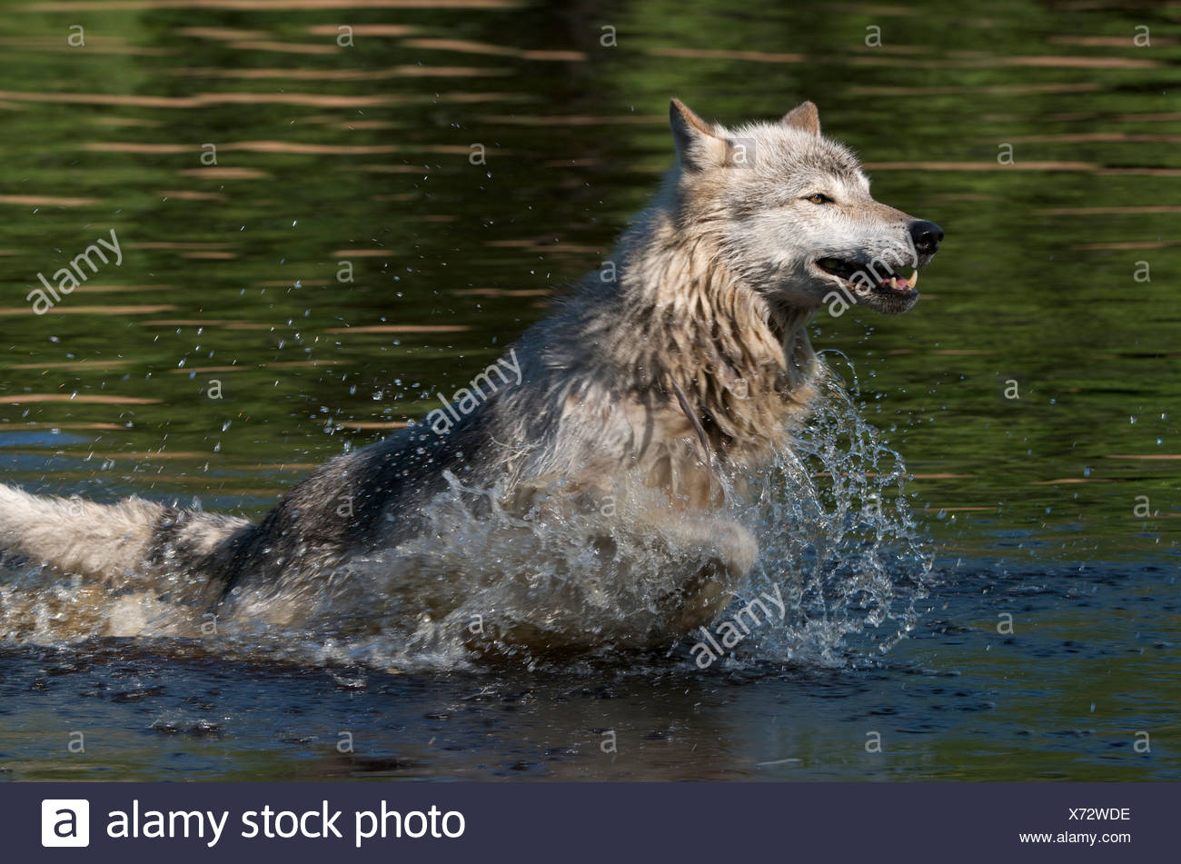 Gray Wolf Running Water High Resolution Stock Photography and Images ...