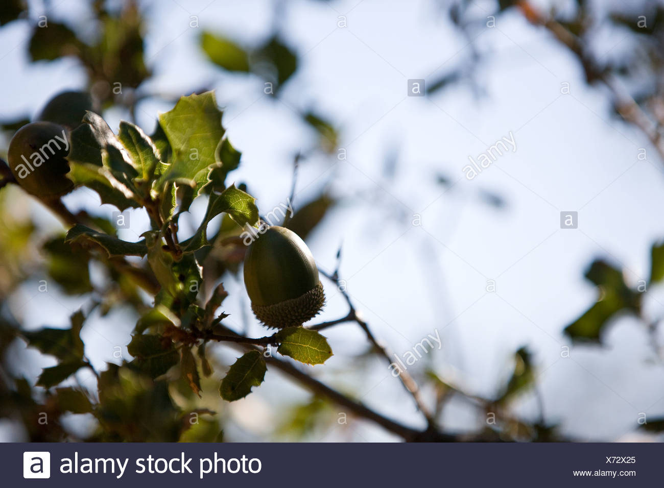 Acorns Growing On Oak Tree High Resolution Stock Photography and Images ...