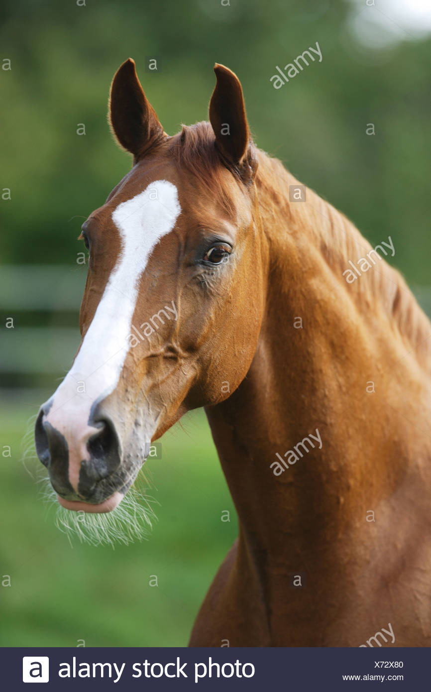 Wurttemberg Horse Stock Photos & Wurttemberg Horse Stock Images - Alamy