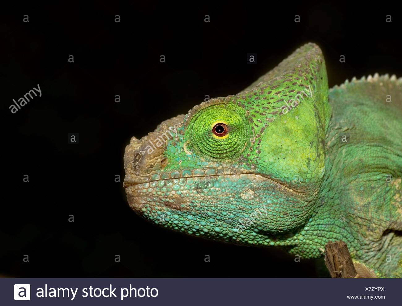Chamaeleonidae Stock Photos & Chamaeleonidae Stock Images - Alamy