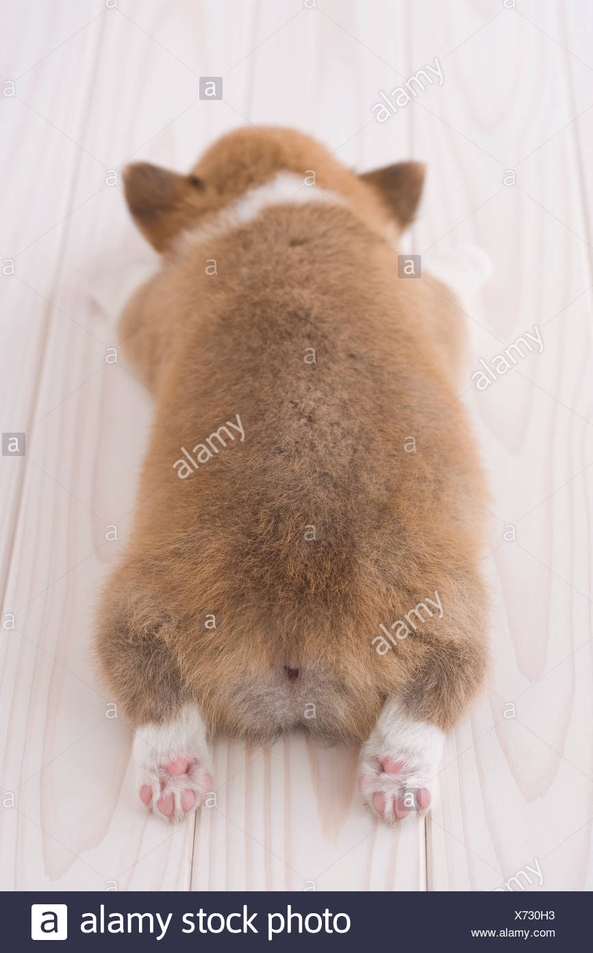 Cute Welsh Corgi High Resolution Stock Photography and Images - Alamy