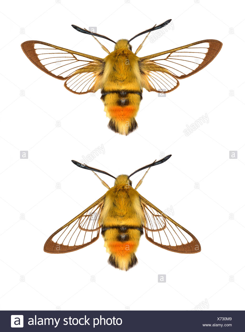 Bee Hawk Moths High Resolution Stock Photography and Images - Alamy