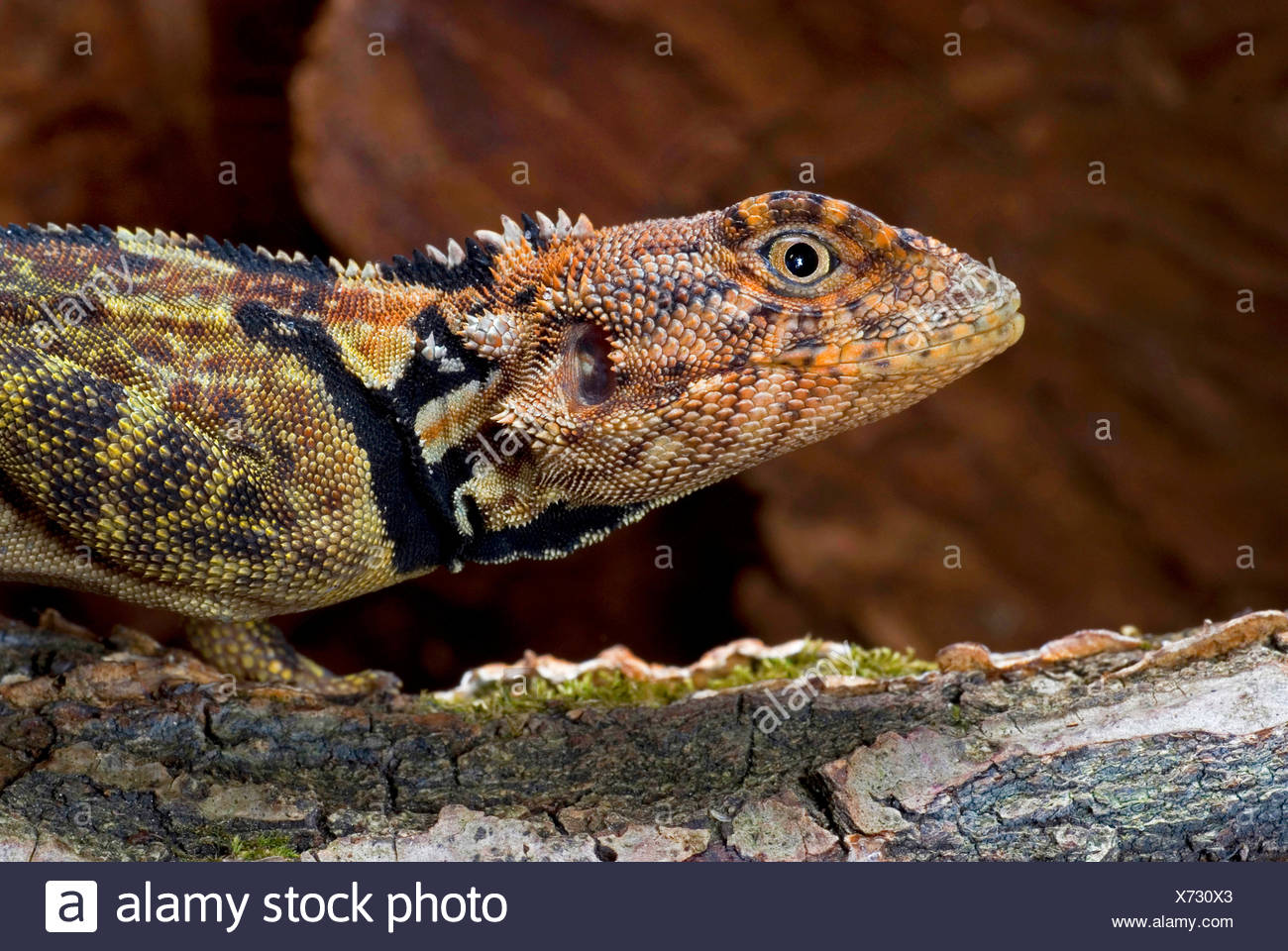 Horizontal Lizards Reptile Reptiles Terrarium High Resolution Stock ...