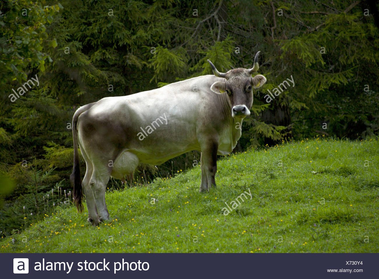 Grey Cattle High Resolution Stock Photography and Images - Alamy