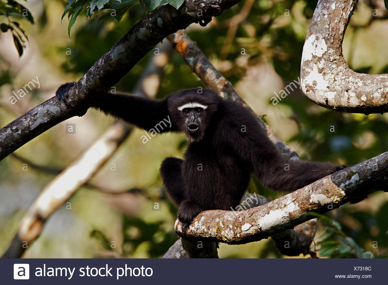 Hoolock Gibbon Stock Photos & Hoolock Gibbon Stock Images - Alamy