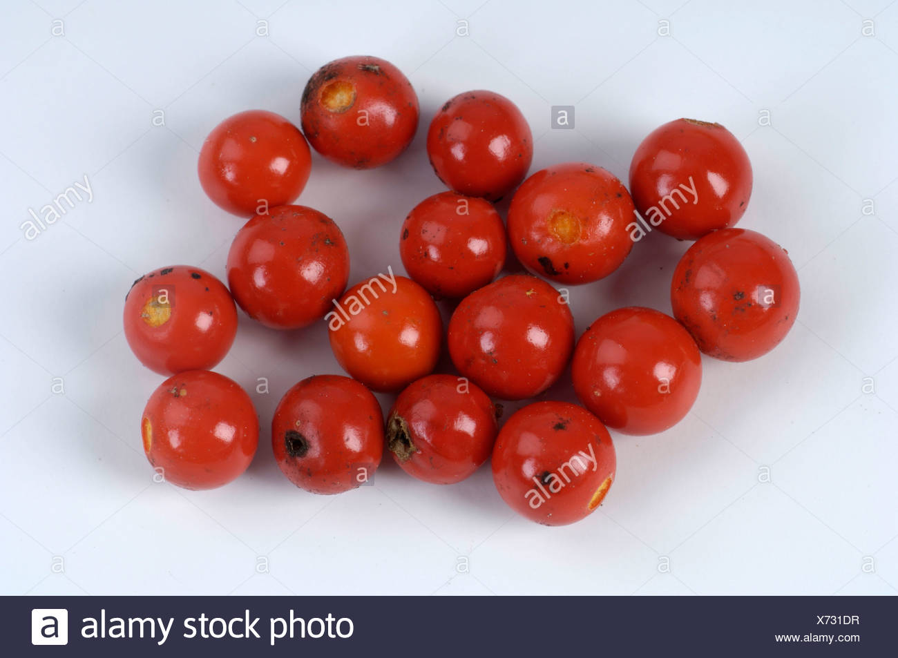 Ashwagandha Plants High Resolution Stock Photography and Images - Alamy