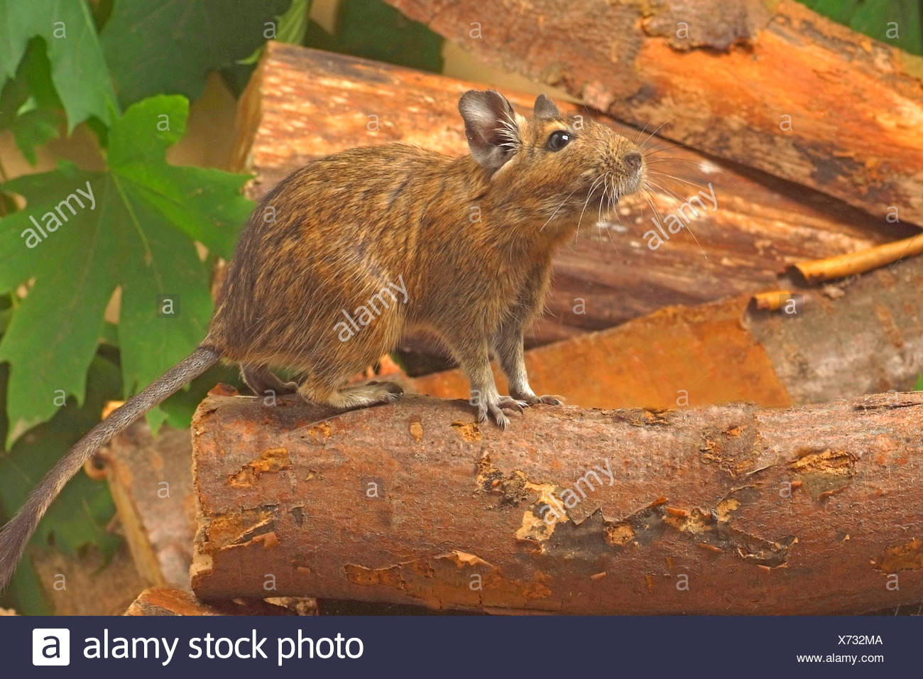 Sitting Rat High Resolution Stock Photography and Images - Alamy