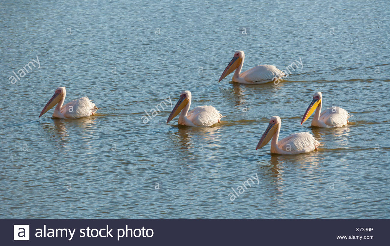Group Of Pelicans Swimming High Resolution Stock Photography and Images ...