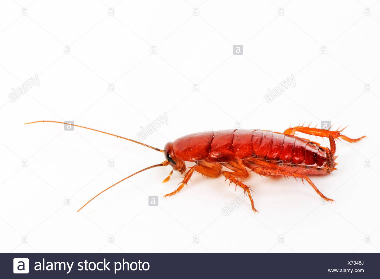Cockroach Cut Out Stock Images & Pictures - Alamy
