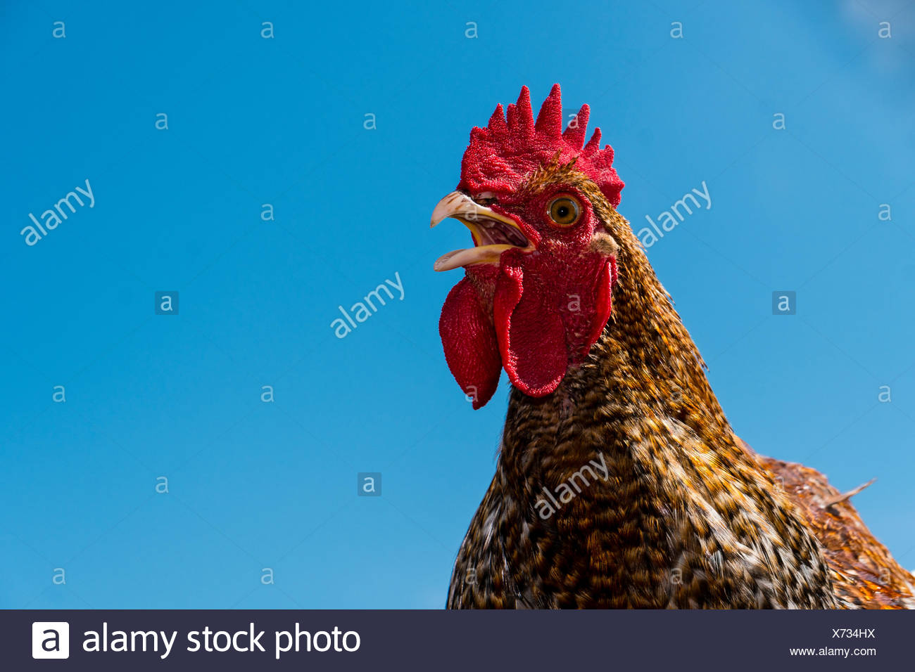 Hindu Devi Temple High Resolution Stock Photography and Images - Alamy