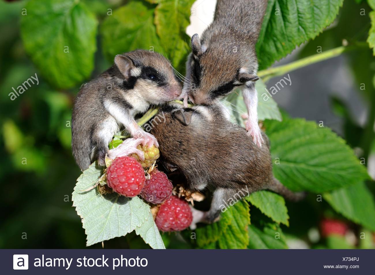 Dormouse Eating High Resolution Stock Photography and Images - Alamy