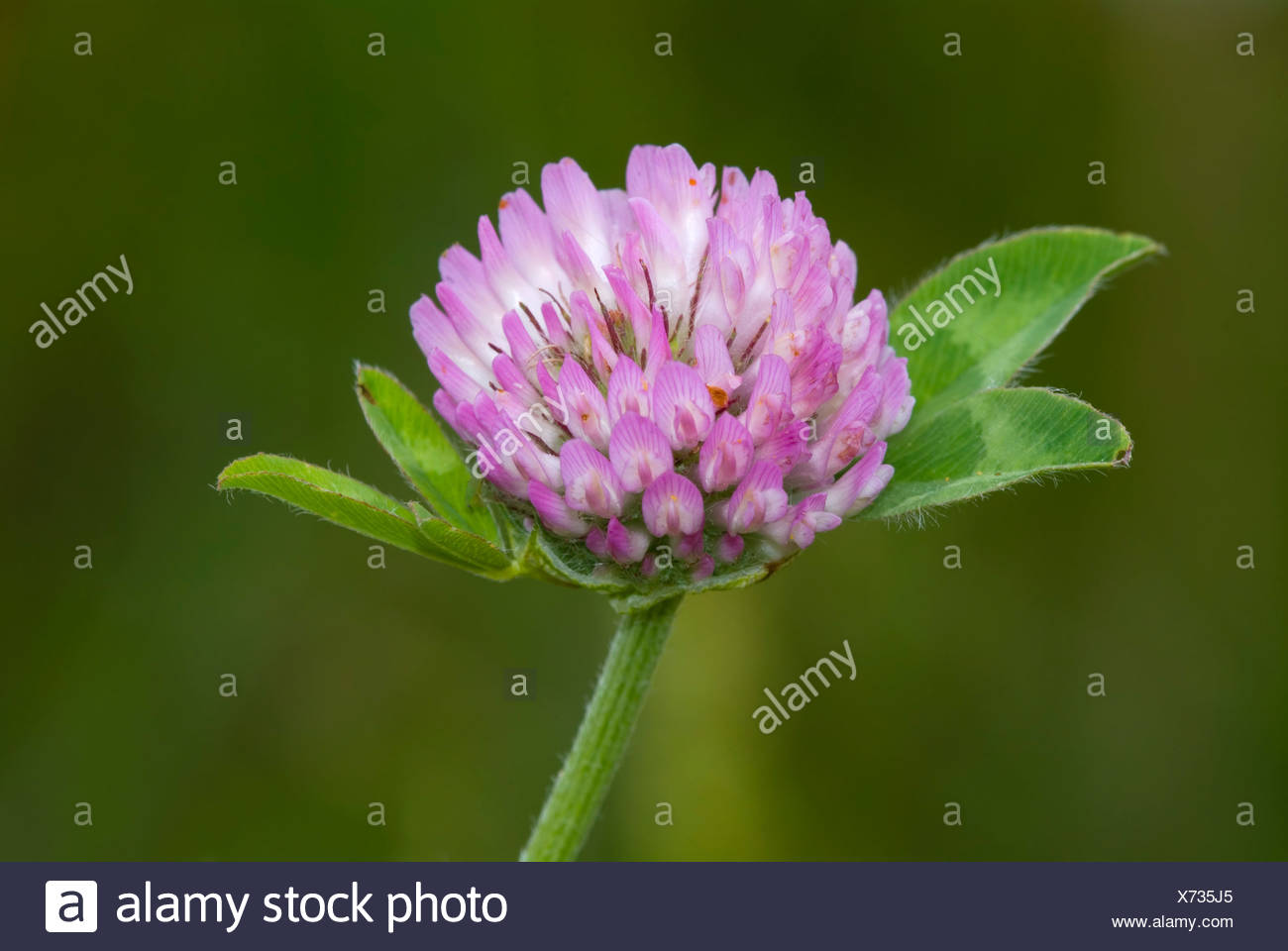 Stipules Stock Photos & Stipules Stock Images - Alamy