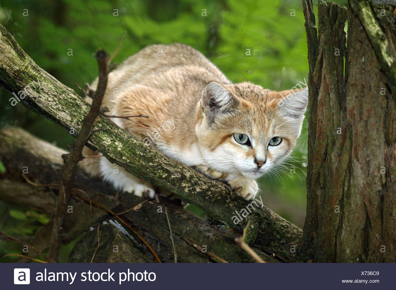 Sand Cat Felis Margarita High Resolution Stock Photography and Images ...