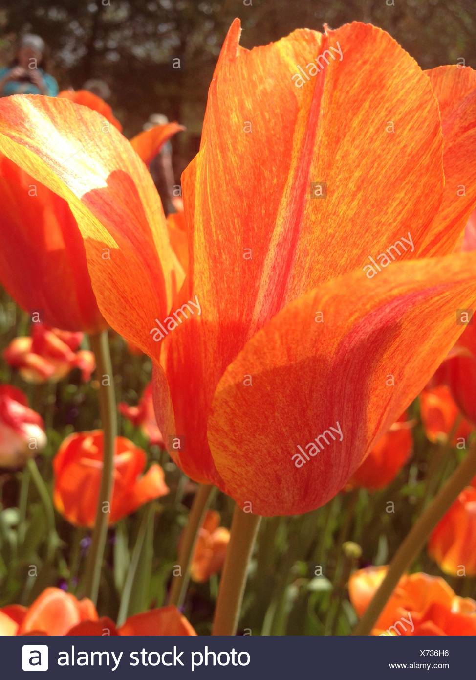 Flame Tulips High Resolution Stock Photography and Images - Alamy