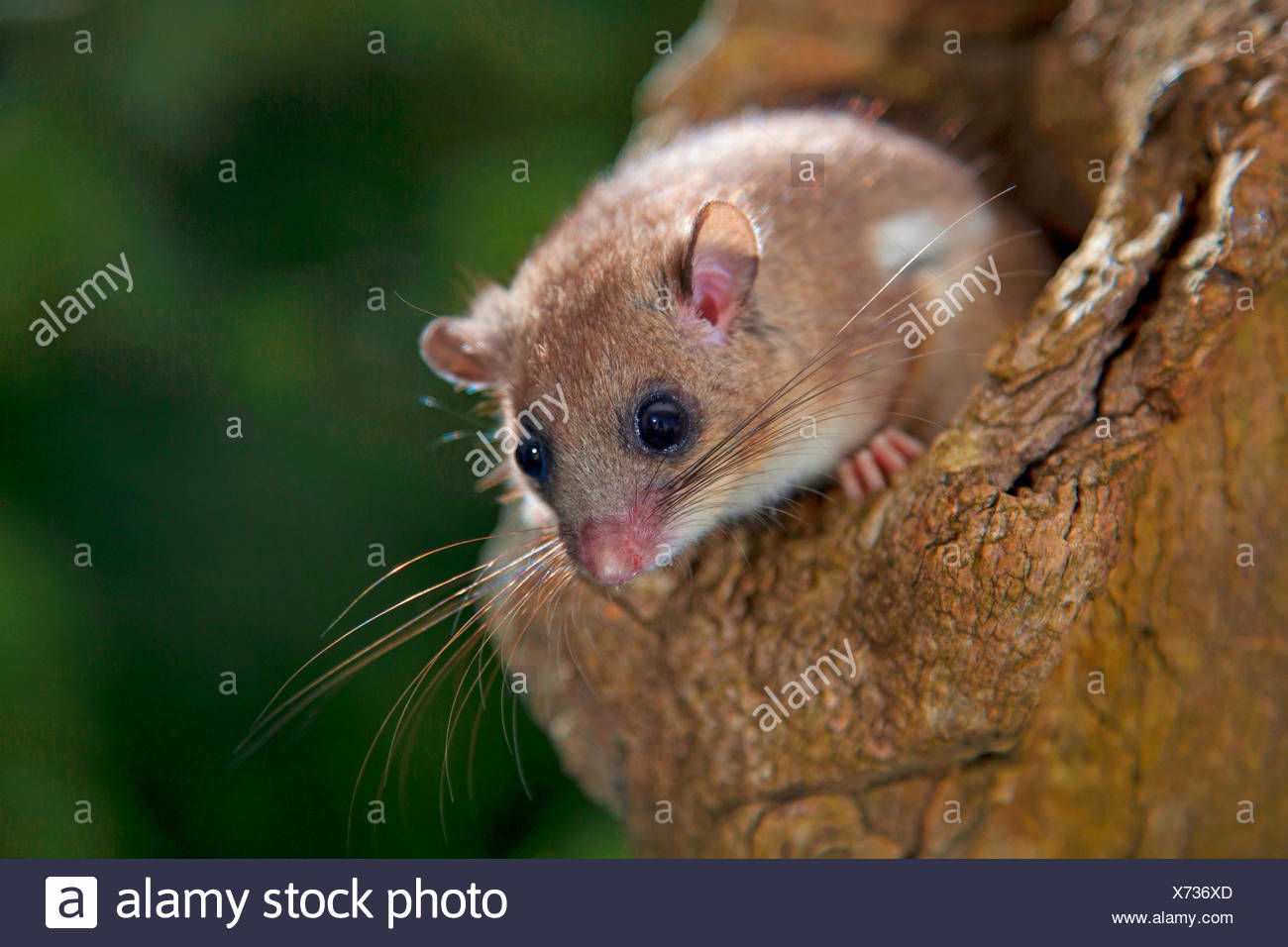 Edible Dormouse Stock Photos & Edible Dormouse Stock Images - Alamy