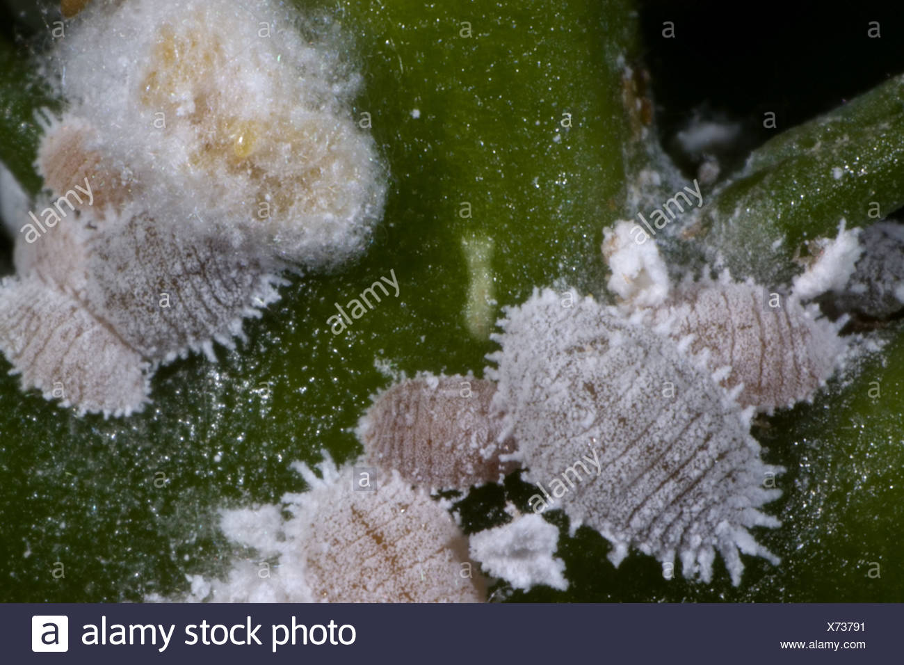 Citrus Mealybug Stock Photos & Citrus Mealybug Stock Images - Alamy
