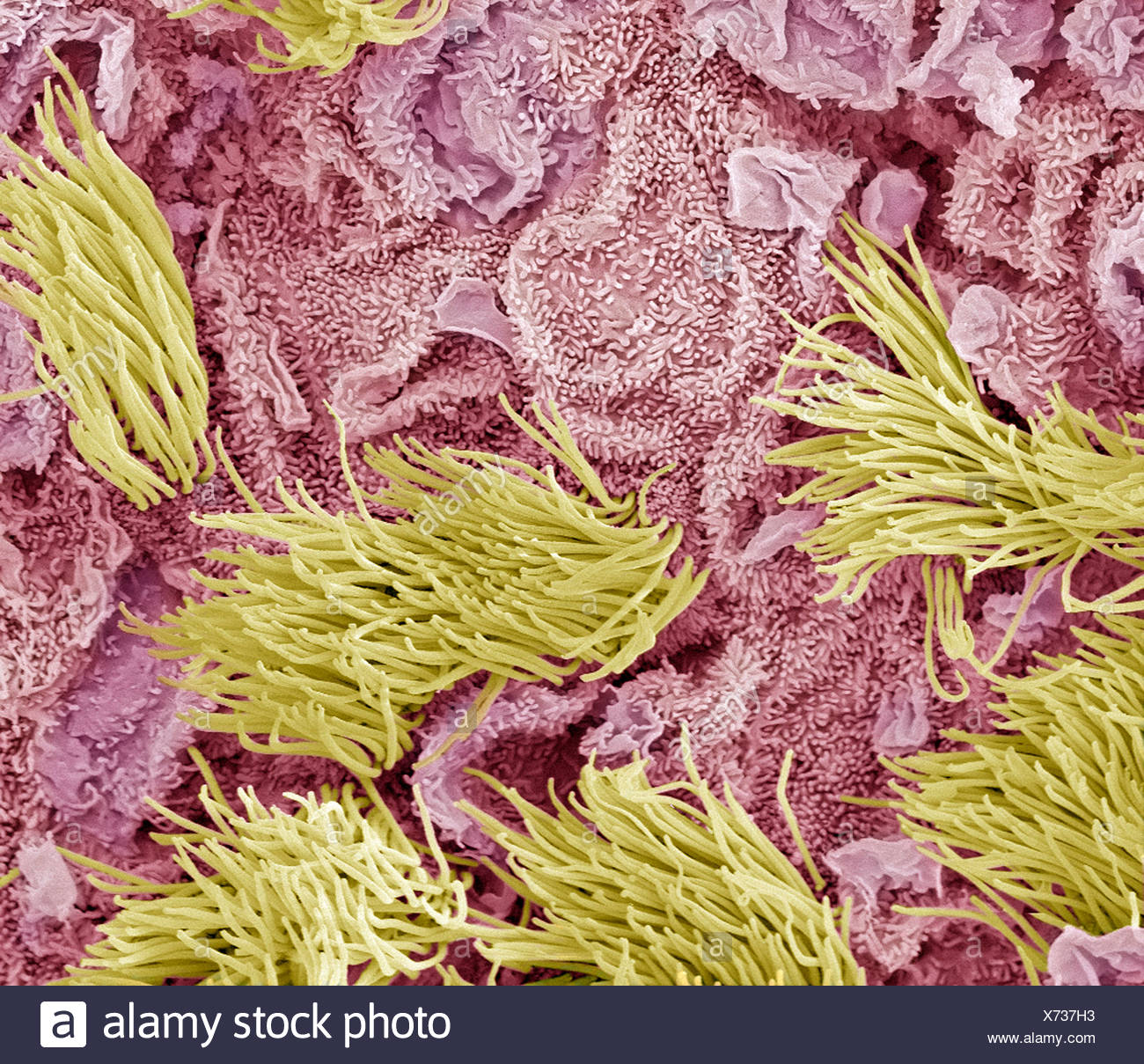 Ciliated Cells Micrograph High Resolution Stock Photography and Images ...