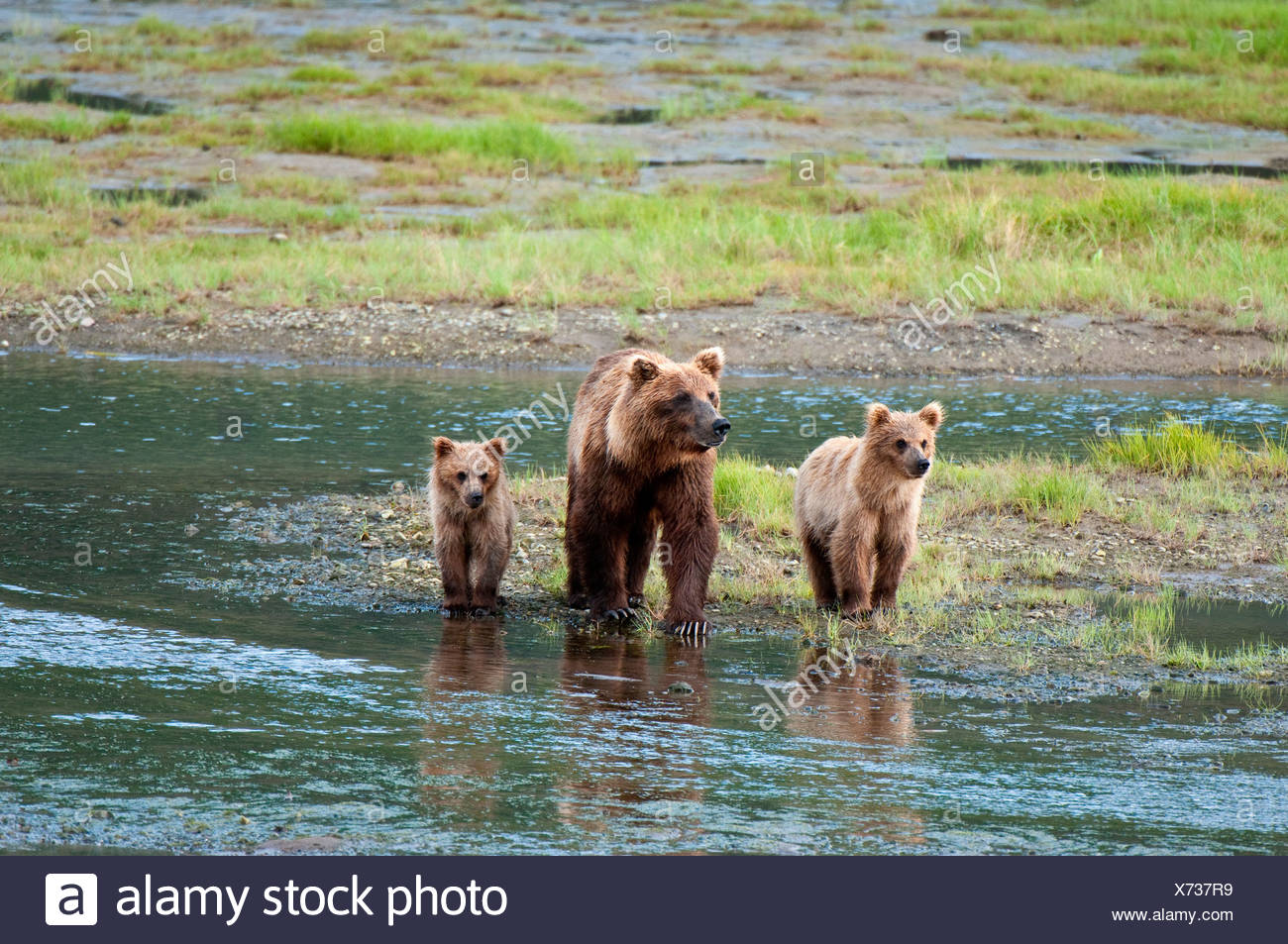 Brown Bear In The Spring High Resolution Stock Photography and Images ...