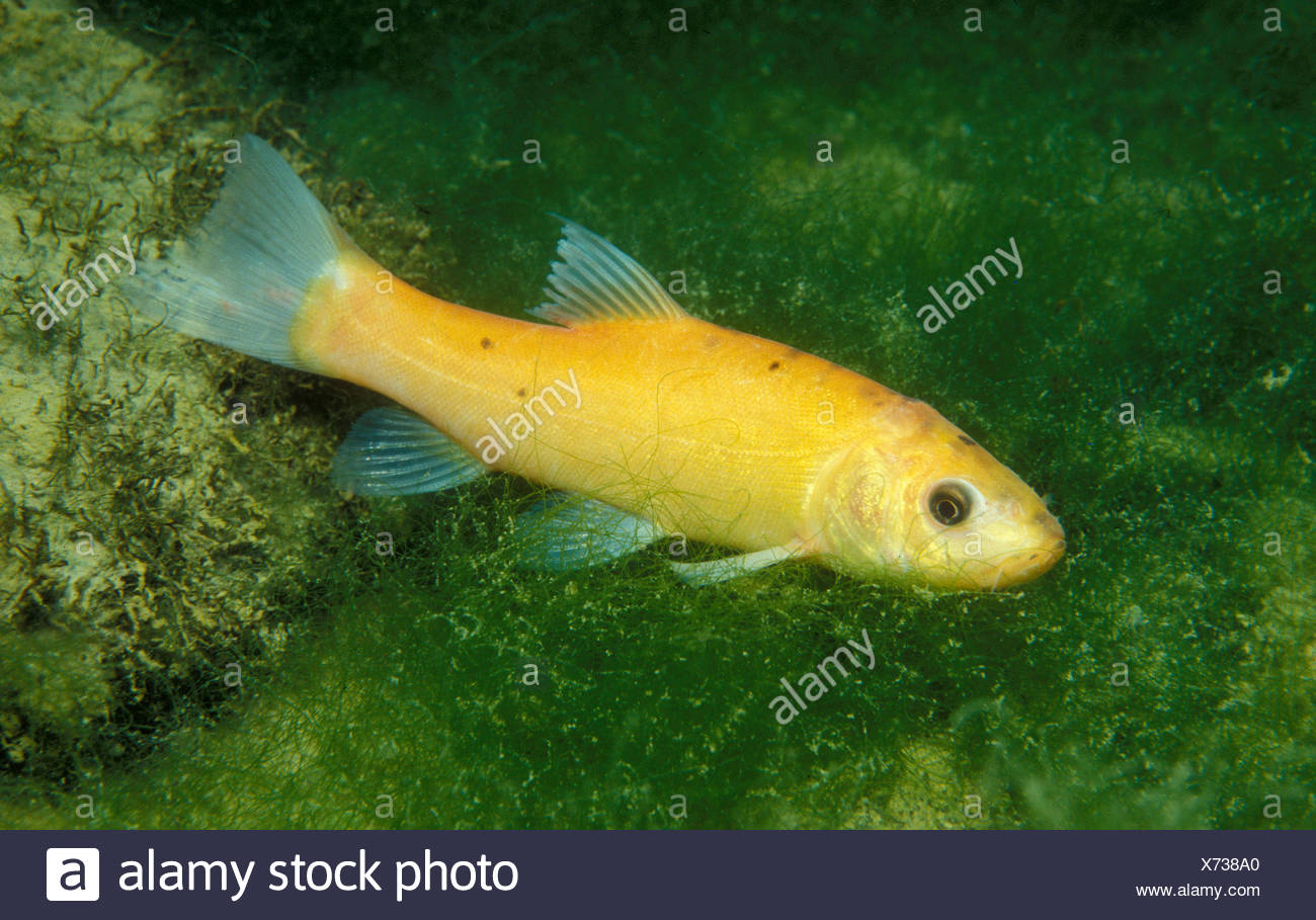 Tinca Fish High Resolution Stock Photography and Images - Alamy