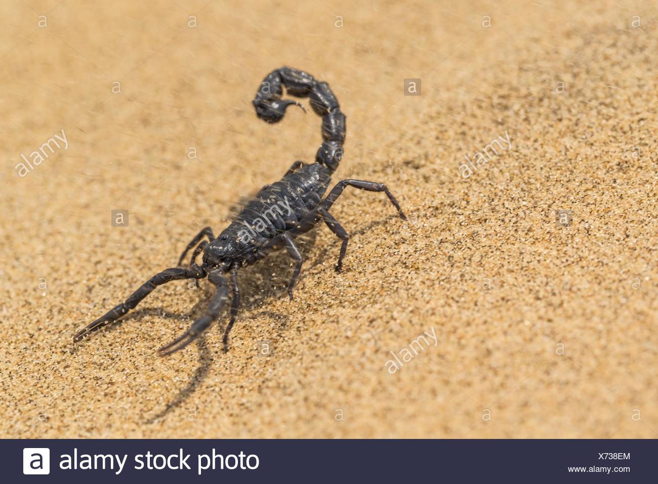 Emperor Scorpion High Resolution Stock Photography and Images - Alamy
