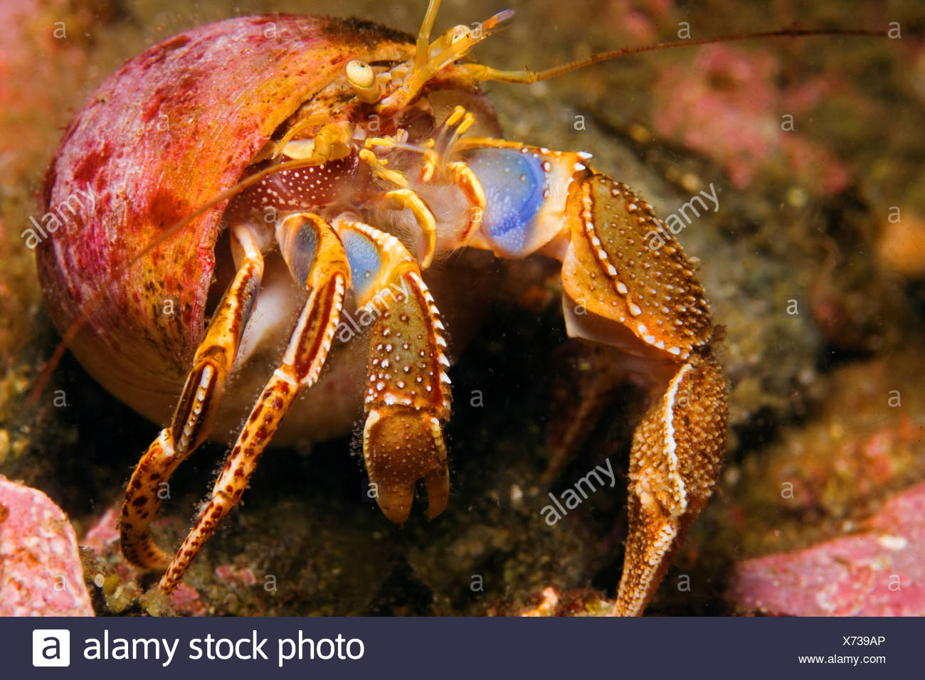 Hermit Crab Inside Shell High Resolution Stock Photography and Images ...