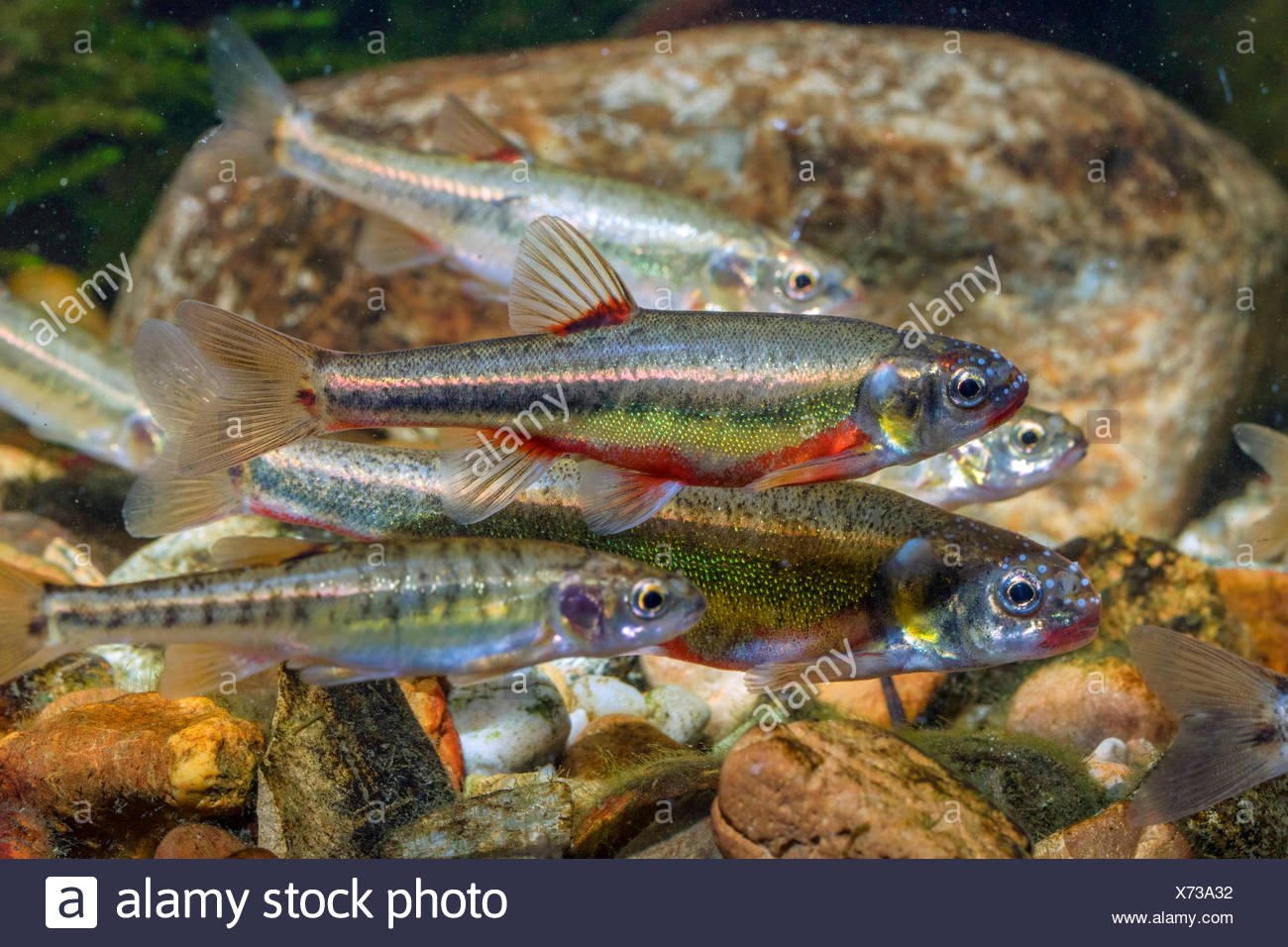 Nuptial Coloration High Resolution Stock Photography and Images - Alamy