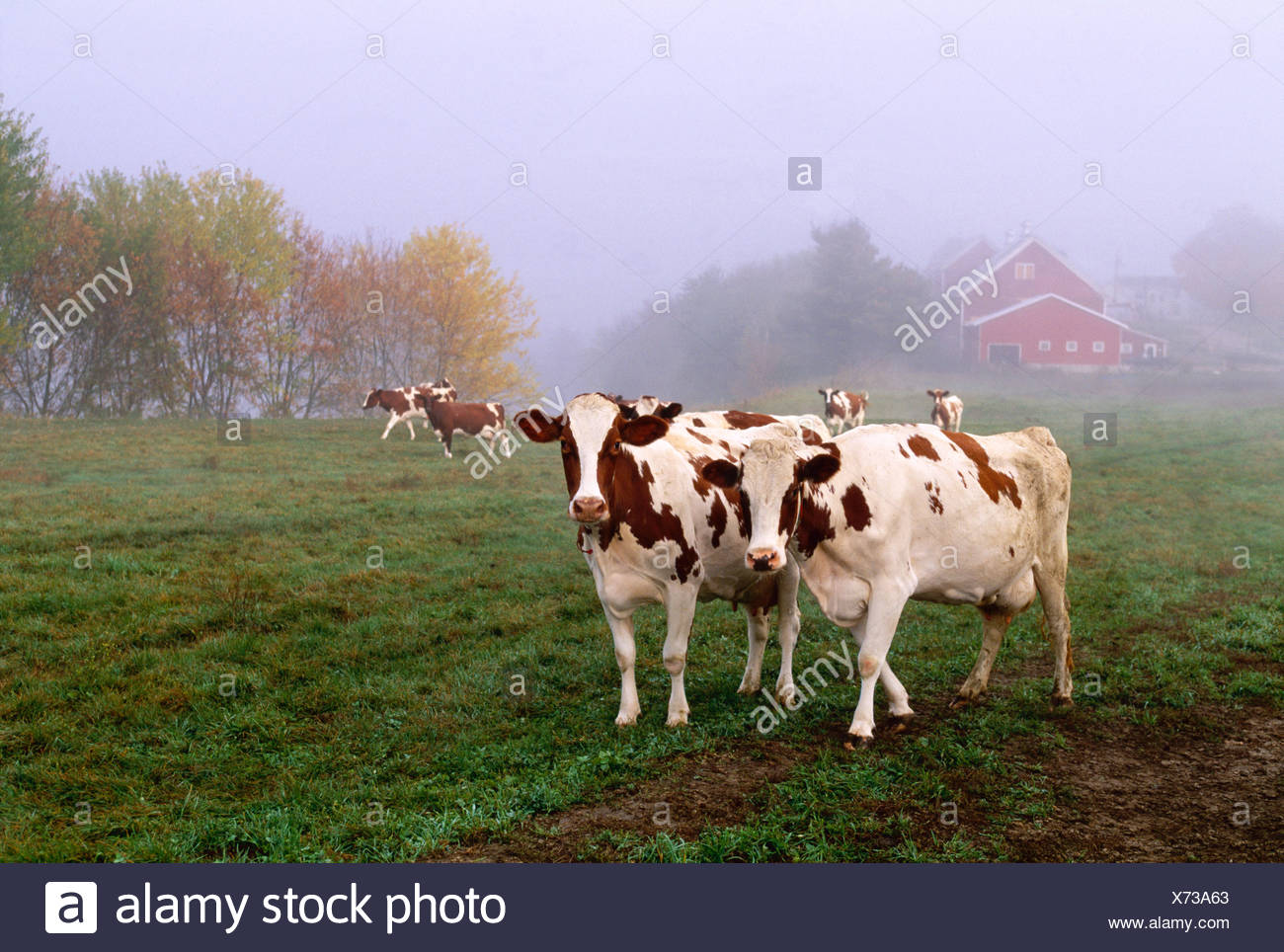 Ayrshire Cattle High Resolution Stock Photography and Images - Alamy
