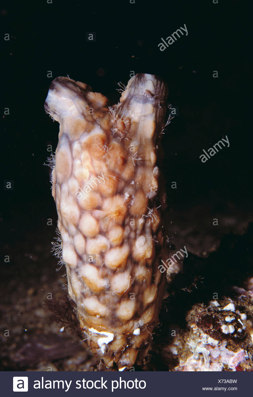 Styela High Resolution Stock Photography and Images - Alamy