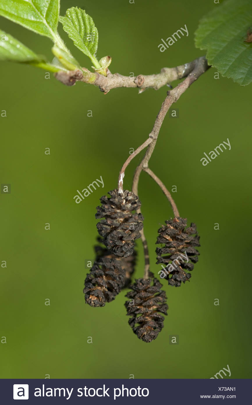 Mature Alder Tree High Resolution Stock Photography and Images - Alamy