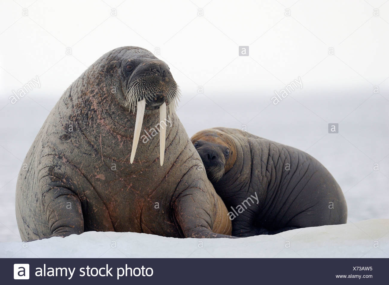 Female Walrus Stock Photos & Female Walrus Stock Images - Alamy