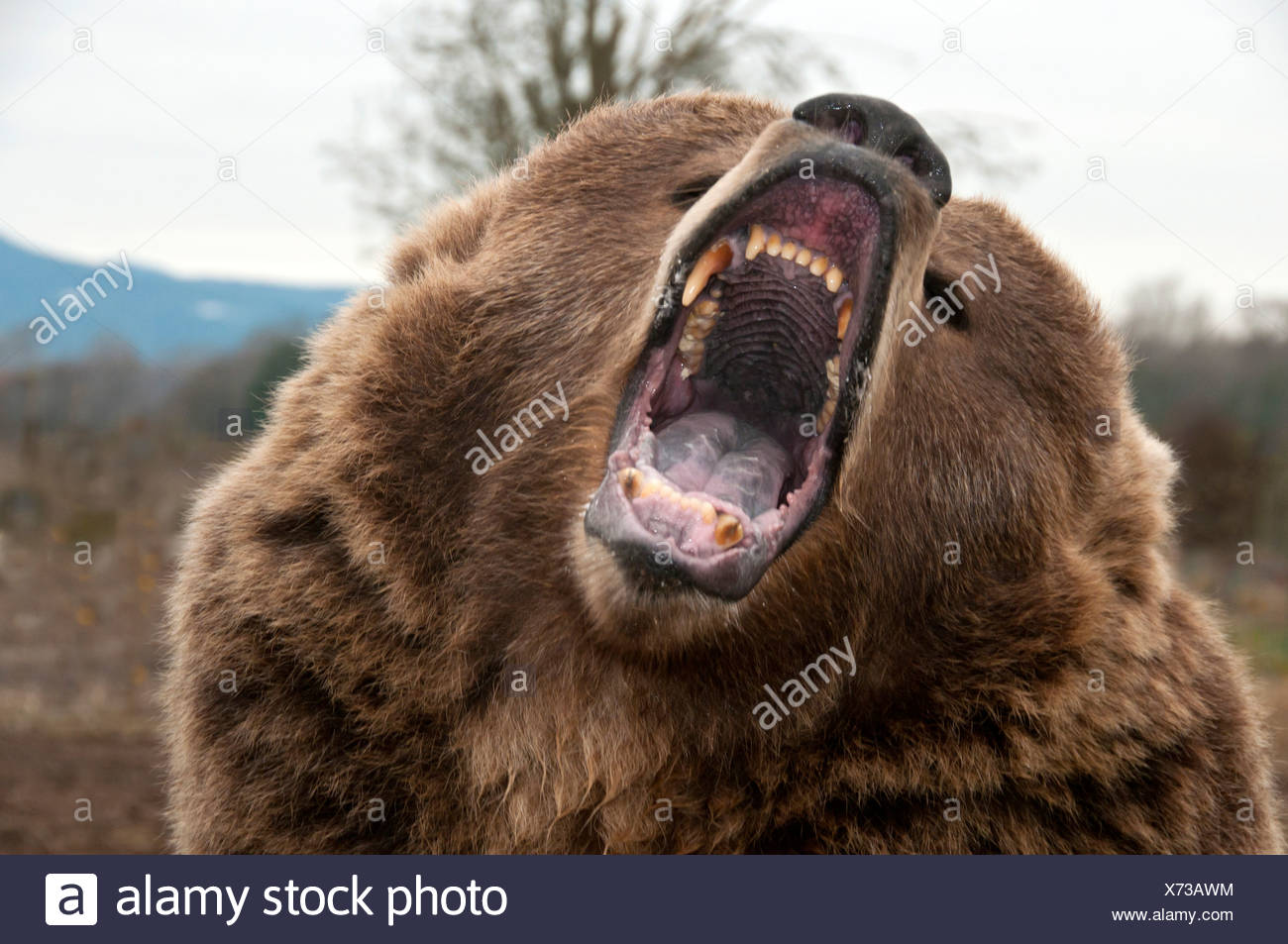 Animal Open Mouth Bear High Resolution Stock Photography and Images - Alamy