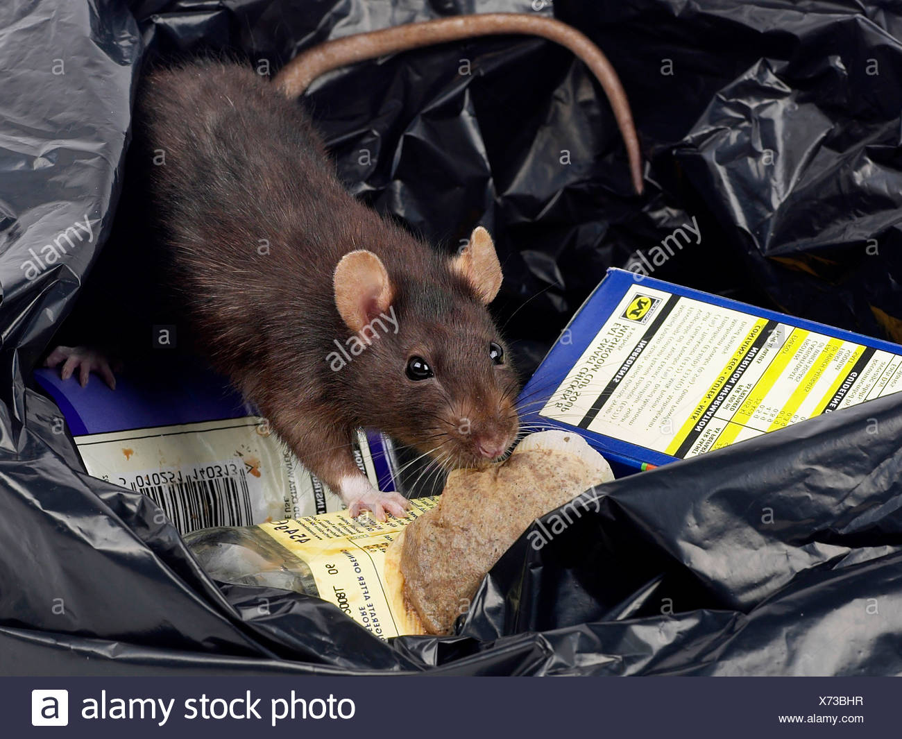 Brown Rat Stock Photos & Brown Rat Stock Images - Alamy
