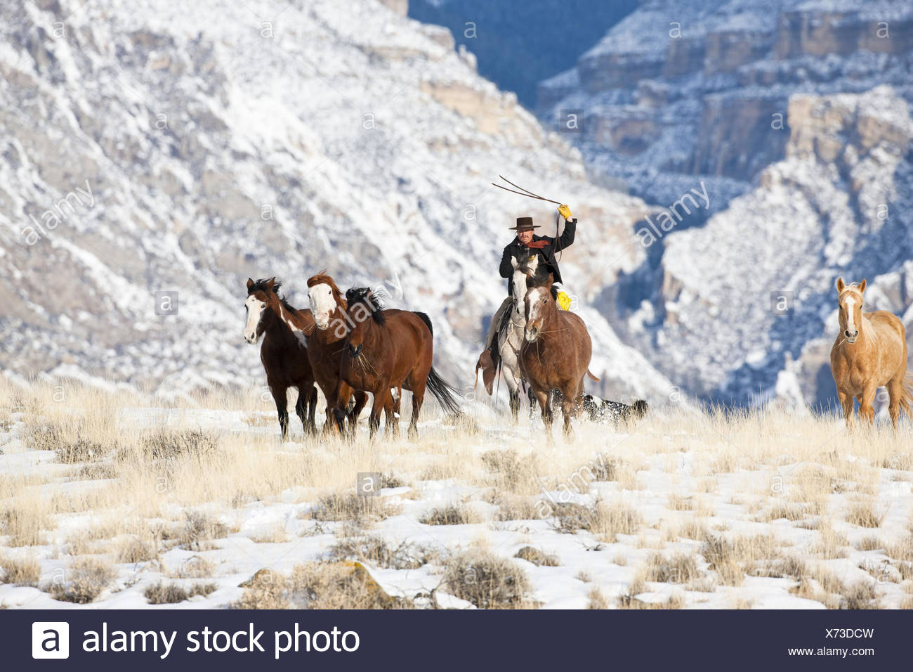Cowboy Driving Horses Stock Photos & Cowboy Driving Horses Stock Images ...