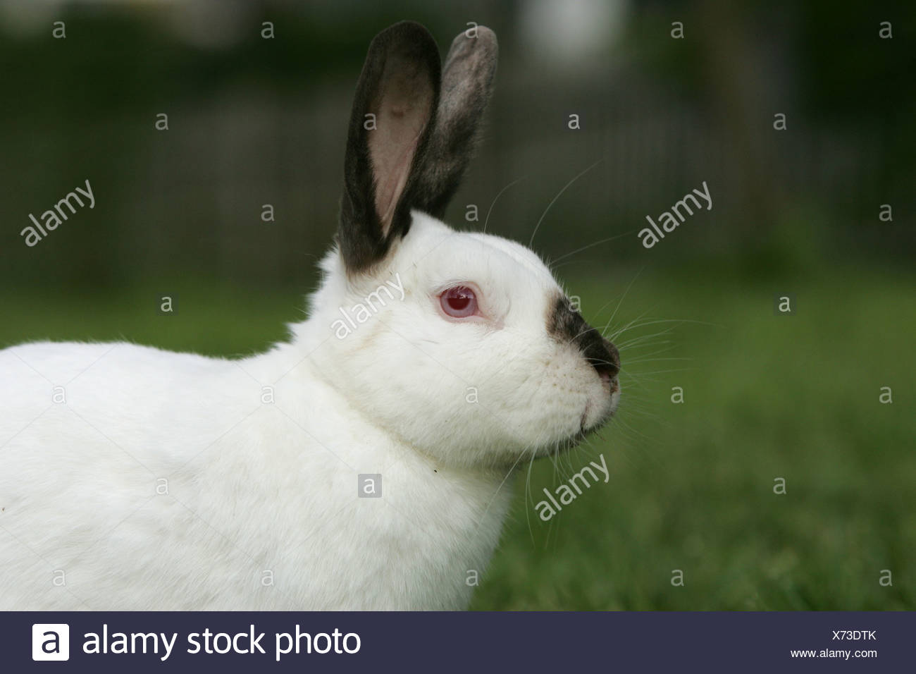 Himalayan Rabbit High Resolution Stock Photography and Images - Alamy