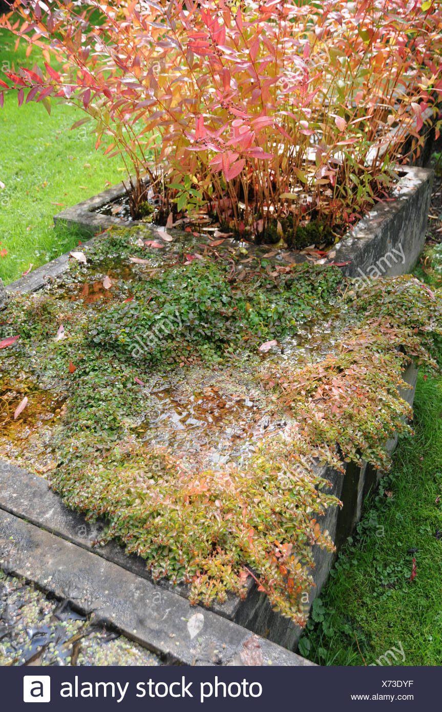 Marsh Seedbox High Resolution Stock Photography and Images - Alamy