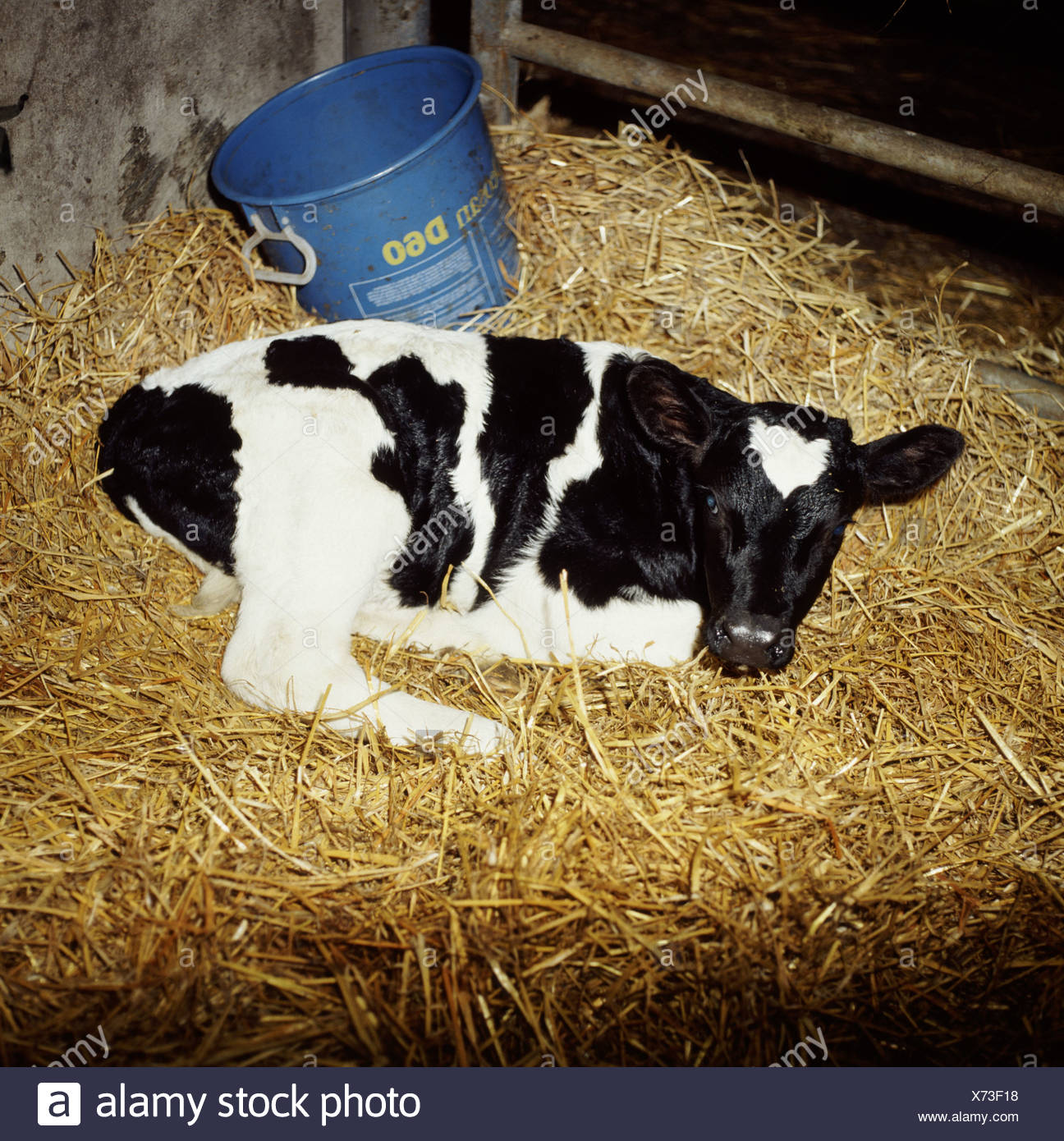 Calf In Straw High Resolution Stock Photography and Images - Alamy