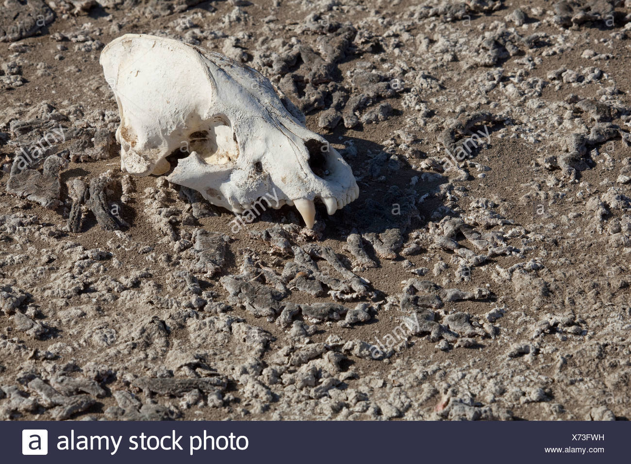Skull Of Hyena High Resolution Stock Photography and Images - Alamy