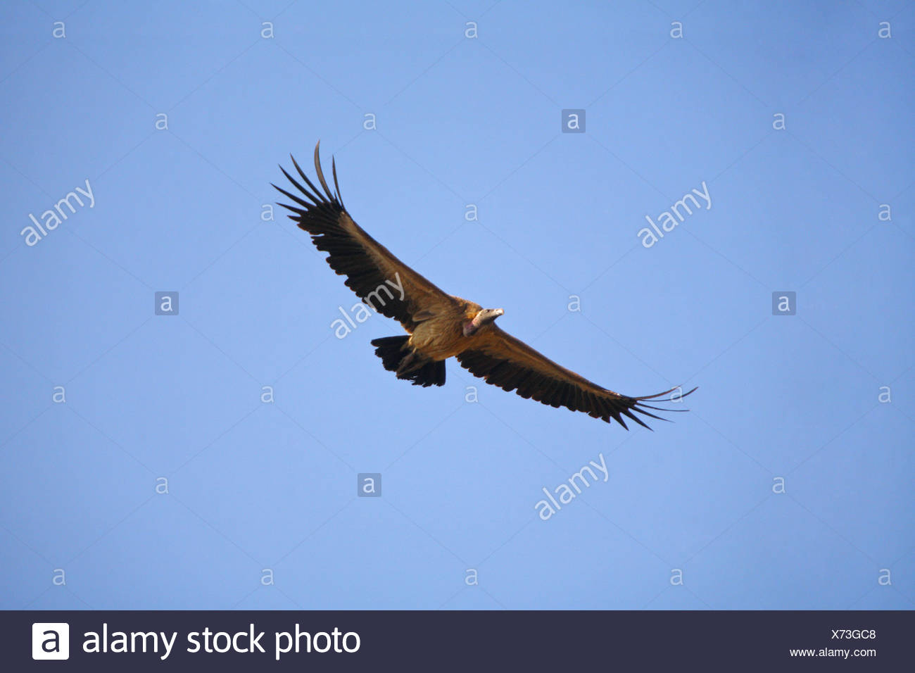 Indian Vulture High Resolution Stock Photography and Images - Alamy