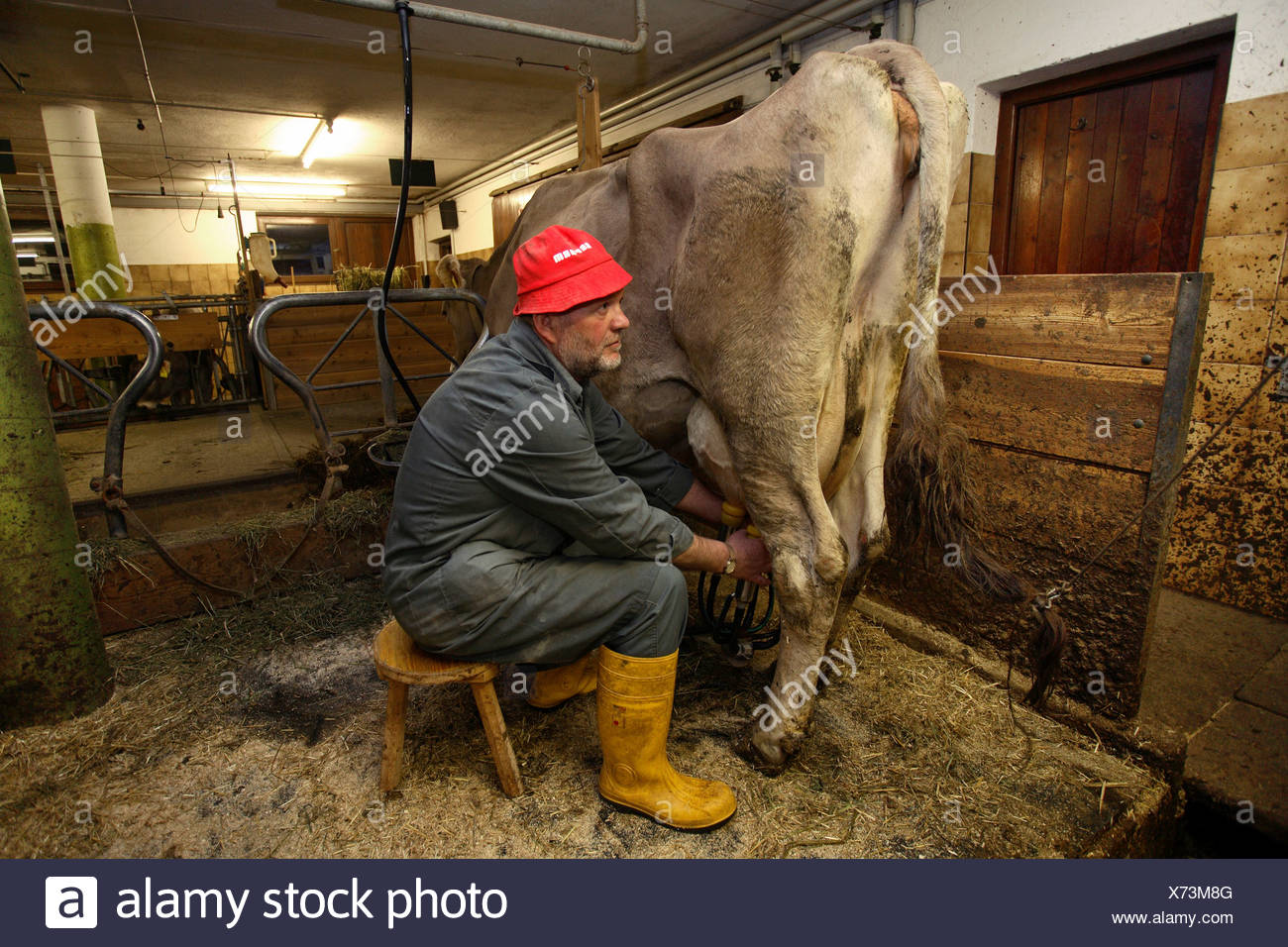 Milking Cow Machine High Resolution Stock Photography and Images - Alamy