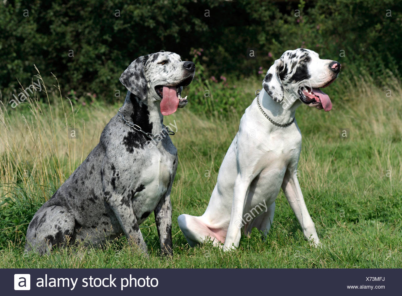 Dane Danes Stock Photos & Dane Danes Stock Images - Alamy