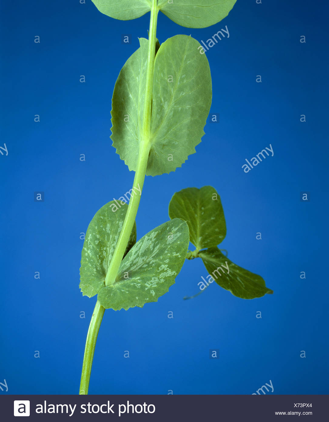 Leaf With Stipules Stock Photos & Leaf With Stipules Stock Images - Alamy